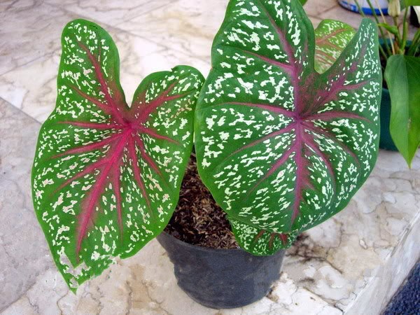 Jenis tanaman keladi - Malikghaisan