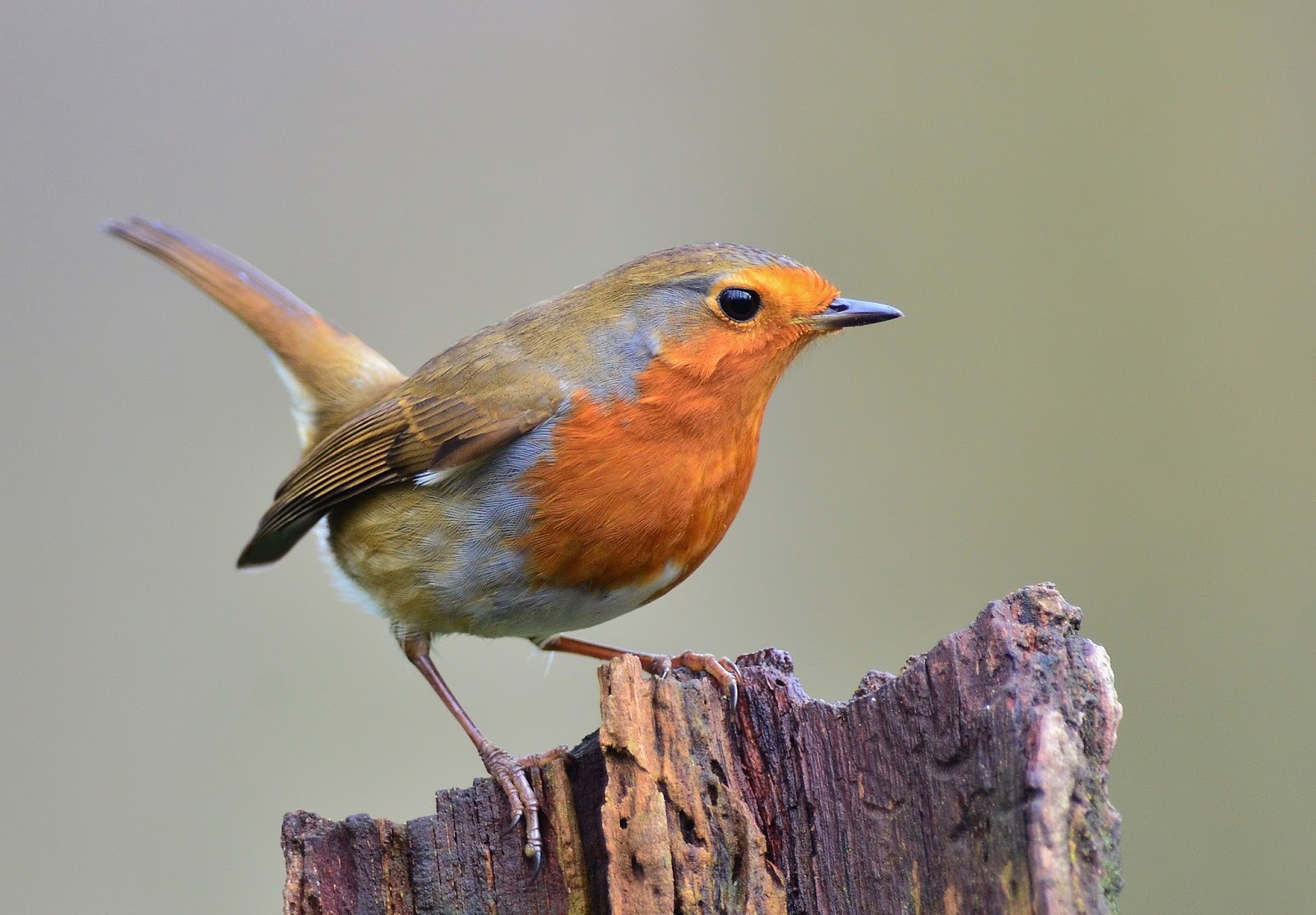 Norfolk Wildlife Trust: Event Review: David Lindo, the Urban Birder