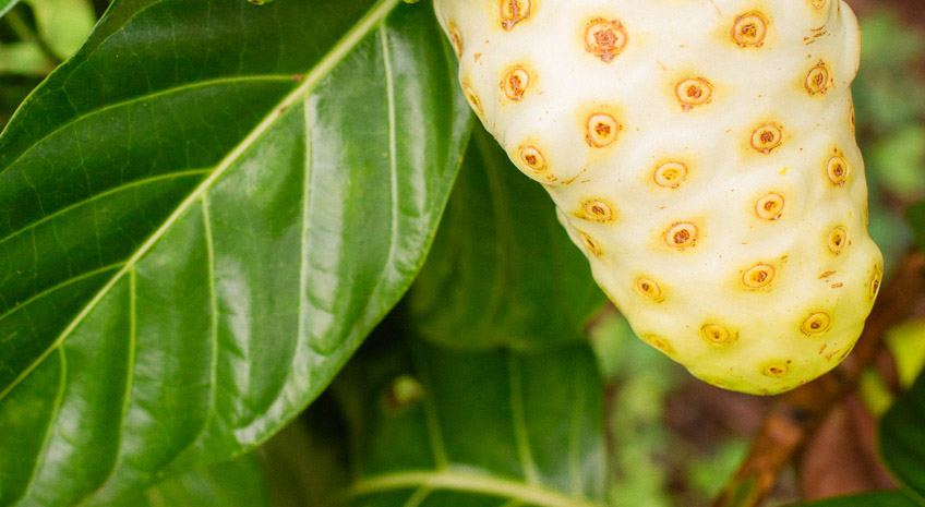 Hawaiian Organic Noni: Health Food: How to Use Instant Noni Aloe BioBandage