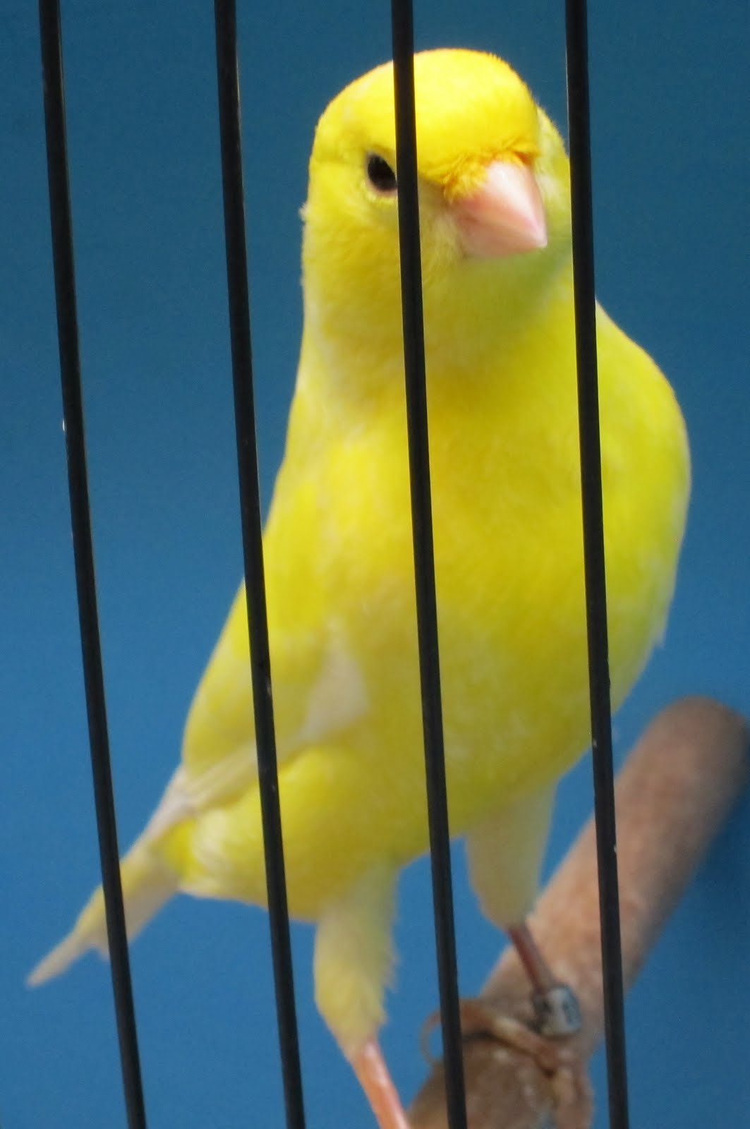 Canary Tales: Winners Florida Canary fanciers Bird Show