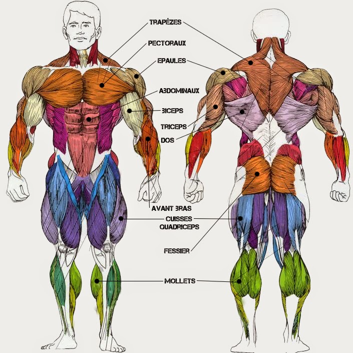 infirmier polyvalent: anatomie muscle