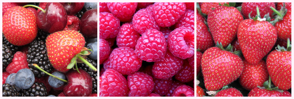 Caroline's Studio: More pics from the Flower Show at Hampton Court Palace