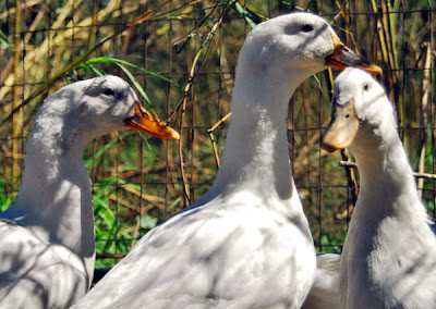 Antiquity Oaks: September 2013