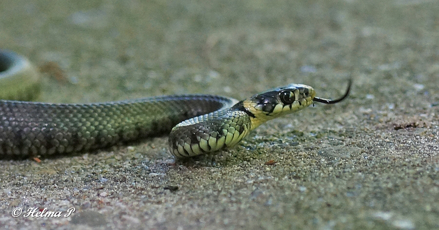 Helma's natuurfoto's: Ringslang (Natrix natrix).......