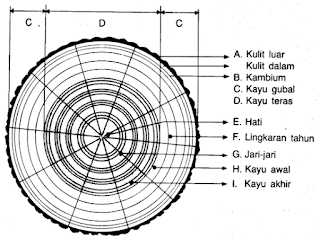 Jenis- jenis, spesifikasi dan karakteristik kayu untuk konstruksi ...