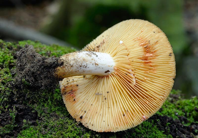 Funghi Teramani: Lactarius acris (Bolton: Fr.) Gray