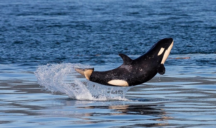 White Wolf : Meet What May Be the Happiest Baby Orca on Earth