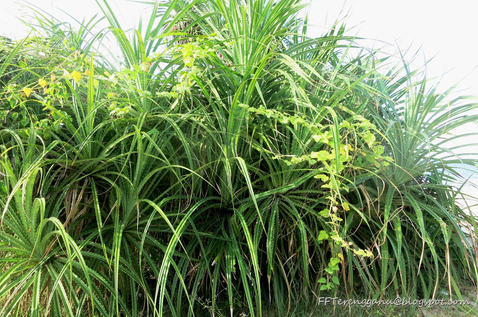 Jomm Terengganu Selalu...: Pantai Chendering, Kuala Terengganu