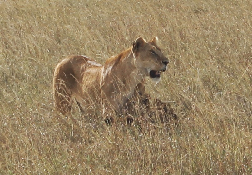 Souvenir Chronicles: AFRICA: MAASAI MARA LIONS (KENYA)