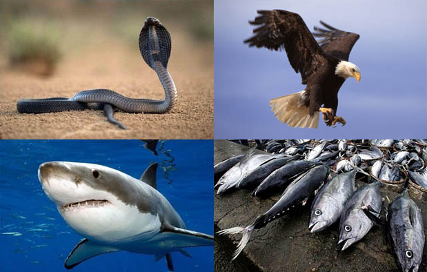 Fauna Dan Flora : Hewan Karnivora