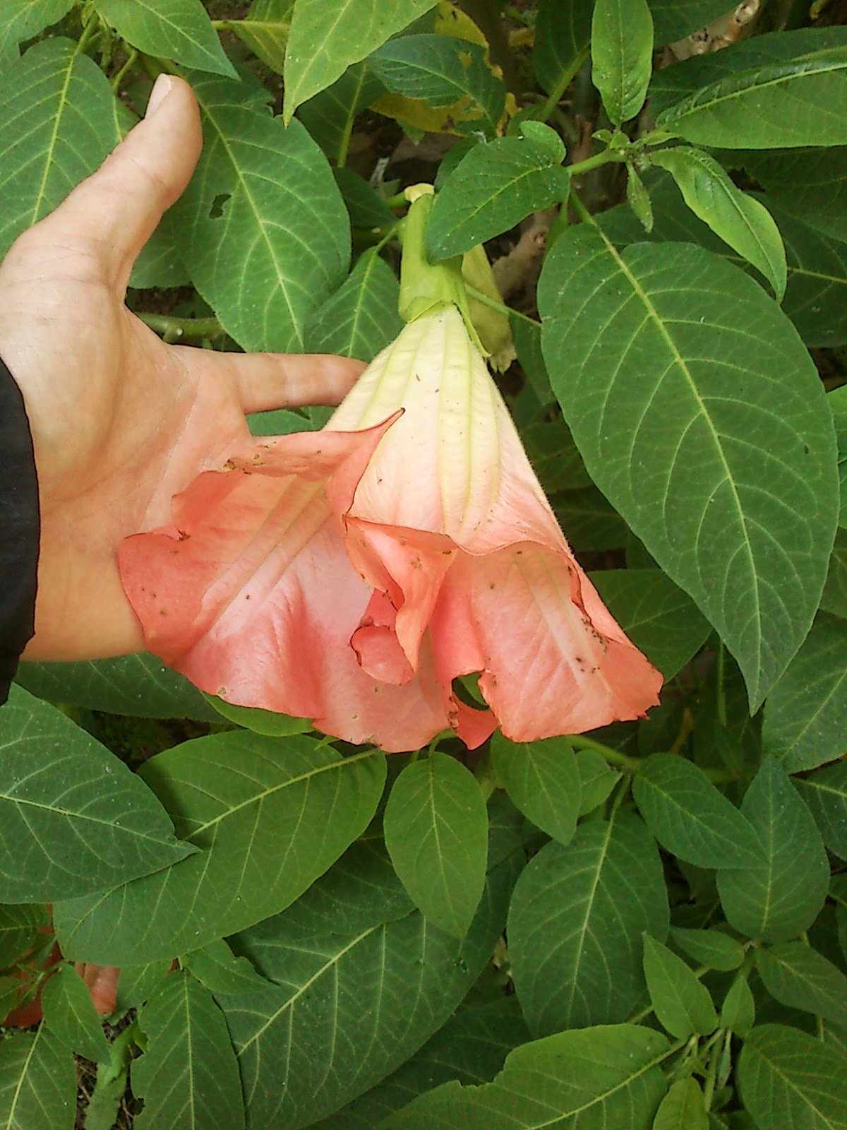 Badia Verde: Floripondio (Brugmansia arborea)