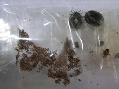 DOKTER HEWAN: Mengenal Caplak atau Tungau