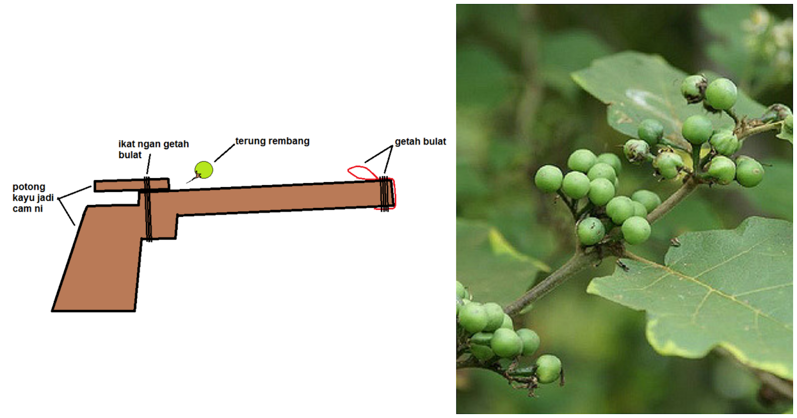 Permainan Budak kampung zaman dulu. Senapang Kayu terung pipit dan ...