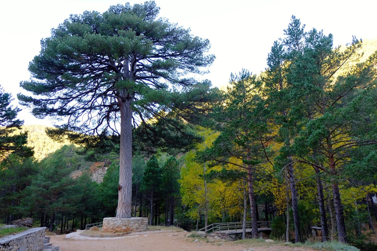 LINARES ~ LENGUA CHURRA