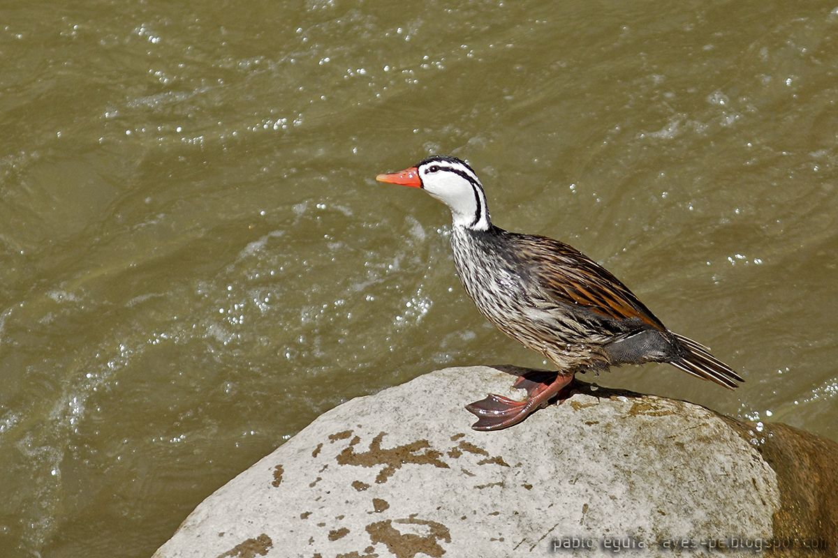 mis fotos de aves: Merganetta armata Pato de Torrente Torrent duck