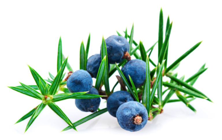Herbal Clean: Juniper Berry – One of the Best Possible Ingredients To ...