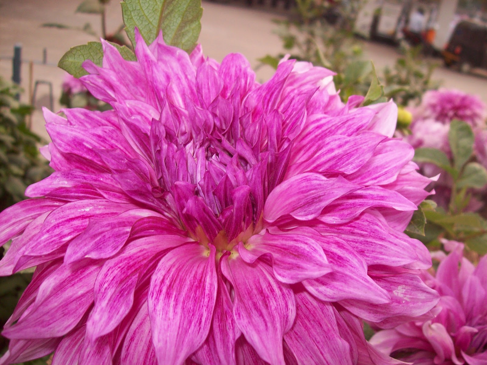 gardentropics: D for Dahliah