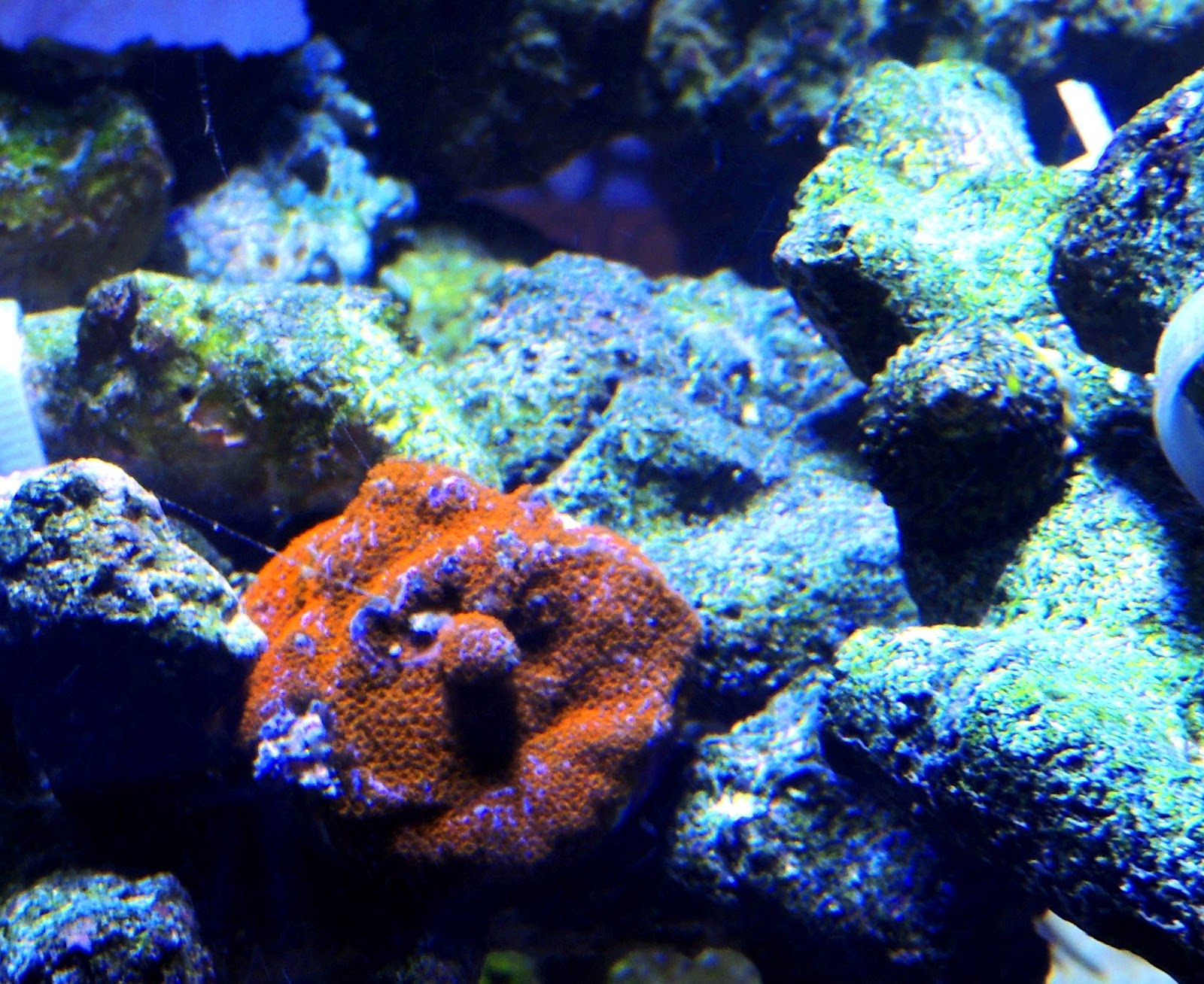 Mr Reef Tank: What are SPS corals