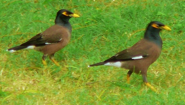 Inspiring Nature Photography By Carol Reynolds: Myna Bird Invasion ...