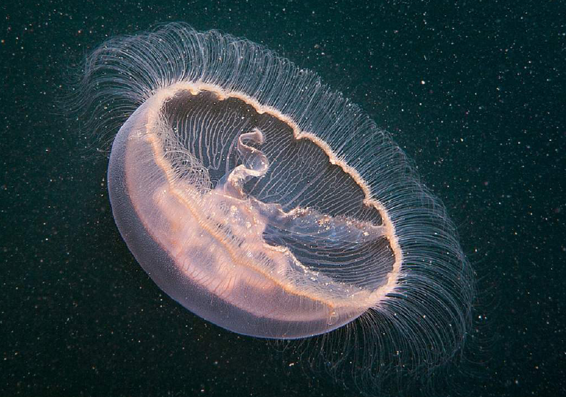 National Geographic: How a Jellyfish Re-arms