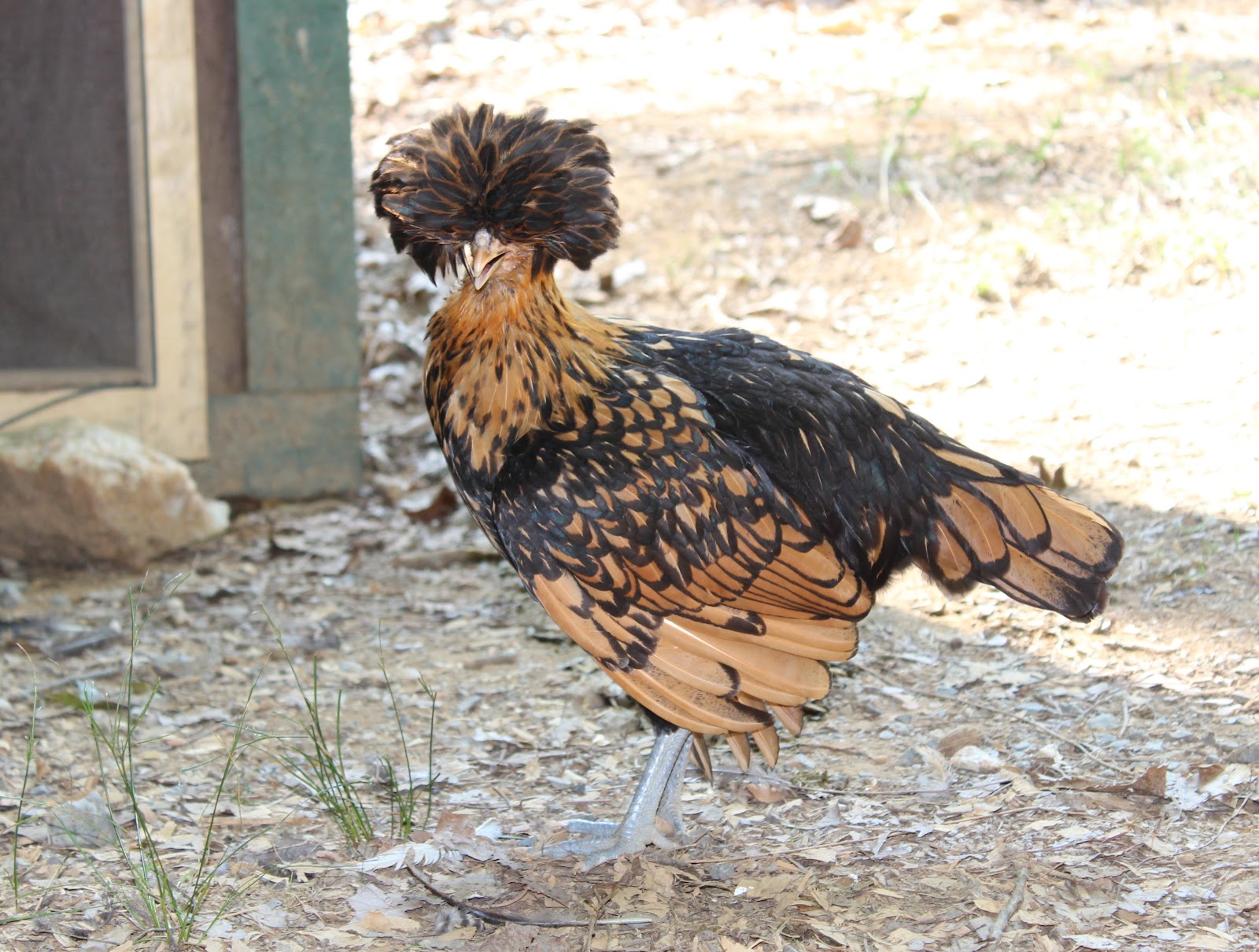 MCR's thoughts...: Golden Polish hen