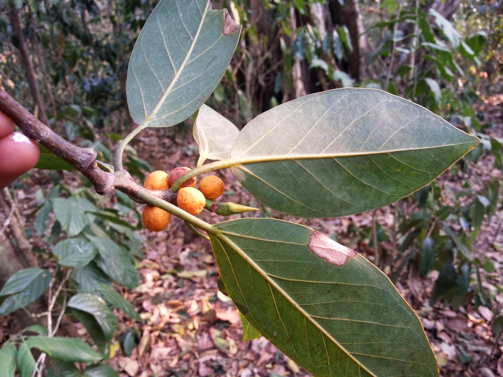 batalaland: Ficus sp. 3 (unidentified)