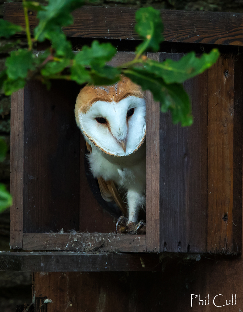 Phil Cull Wildlife Photography: July 2017