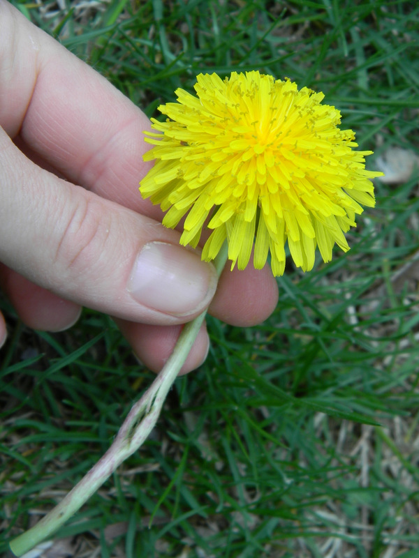 Home Joys: How to Make Dandelion Chains