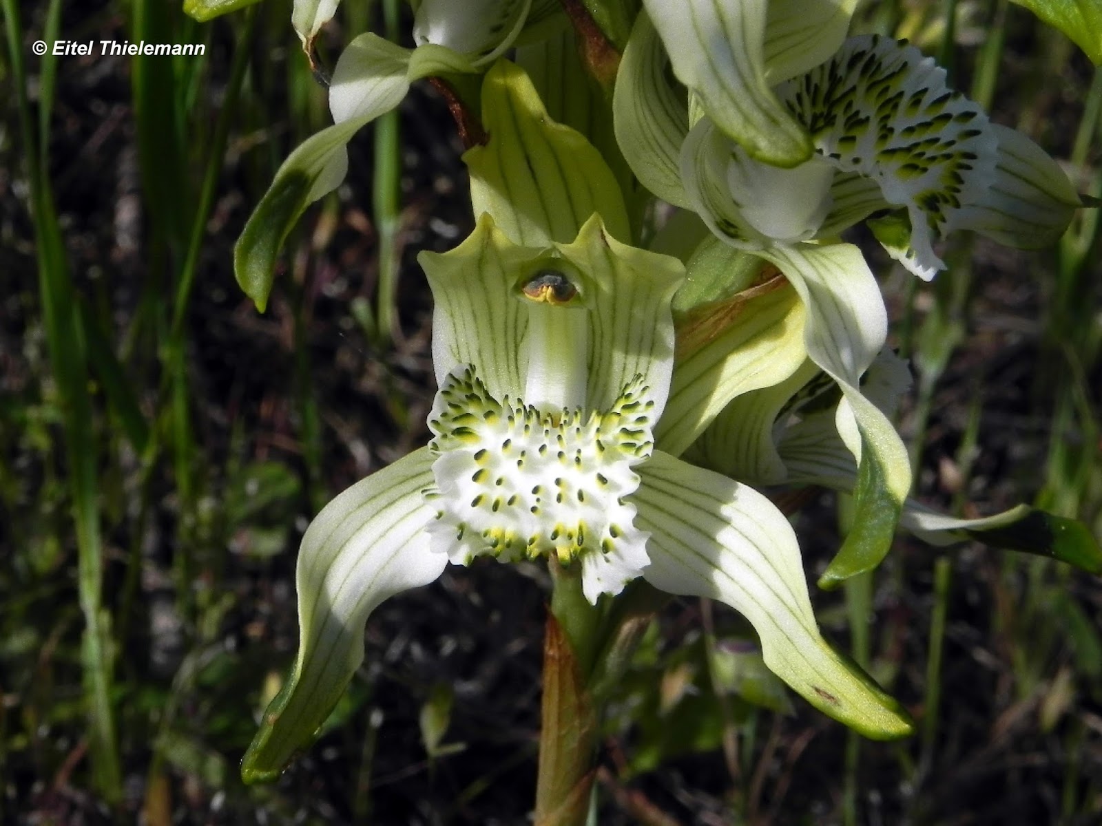 Apuntes botánicos: ORQUÍDEAS CHILENAS