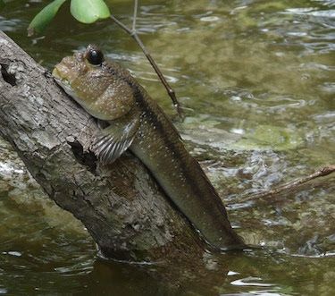 Ada ikan jalan jalan di Hutan Mangrove | Mahluk Venus Diary
