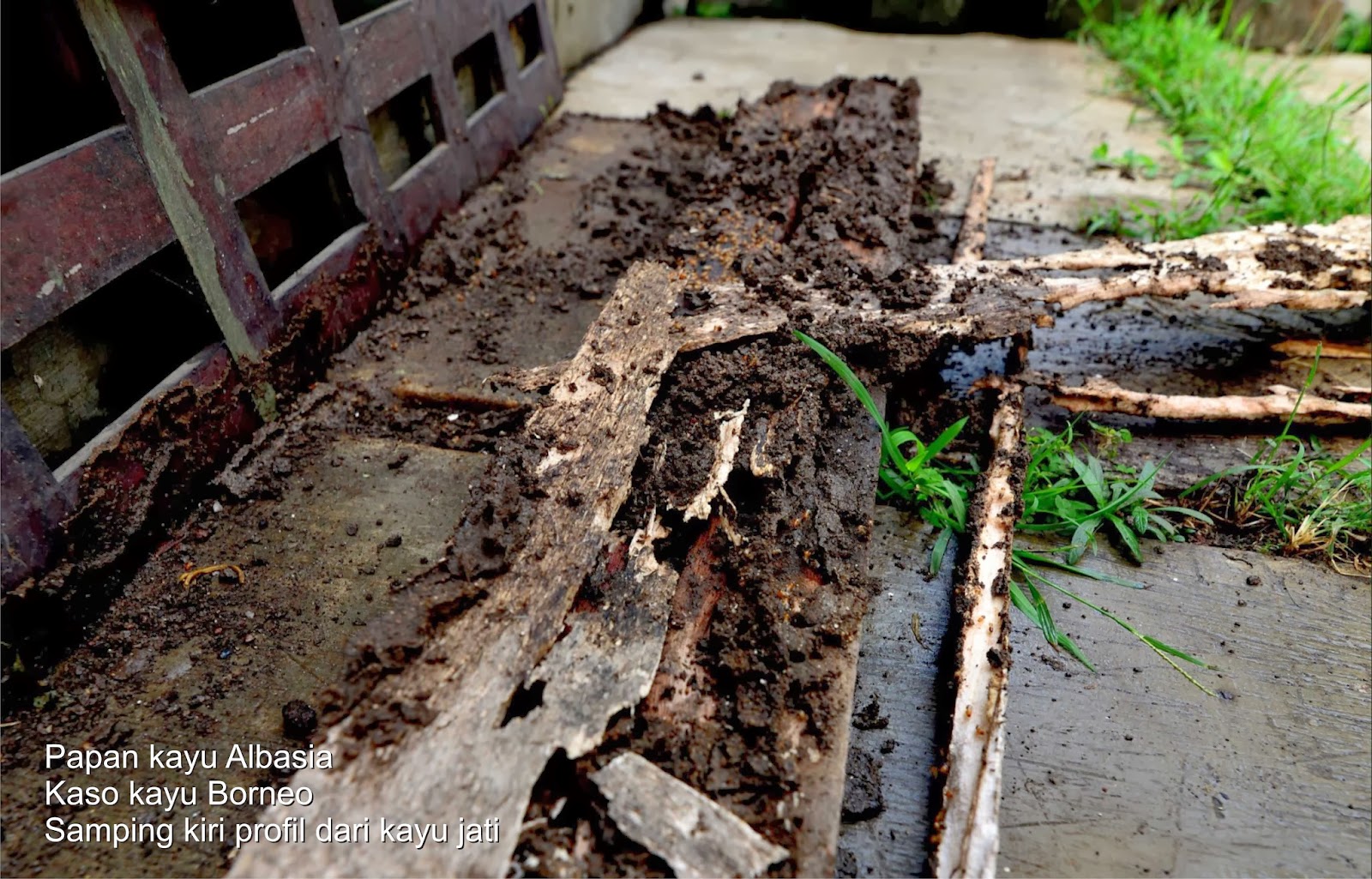 Bangun Yasa Prima: Penanggulangan Rayap.