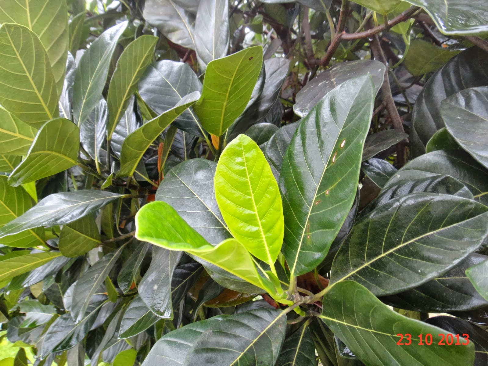 Experimental Farming: Jackfruit, Acquiring More Varieties (Transporting ...