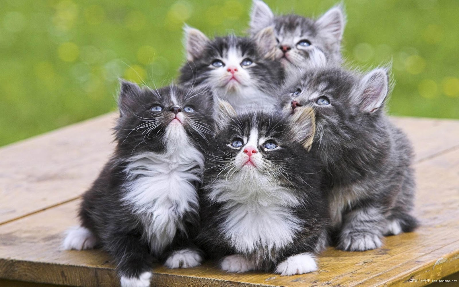 Sweety Cats Pictures Cute Cat Photos - HD Animal Wallpapers