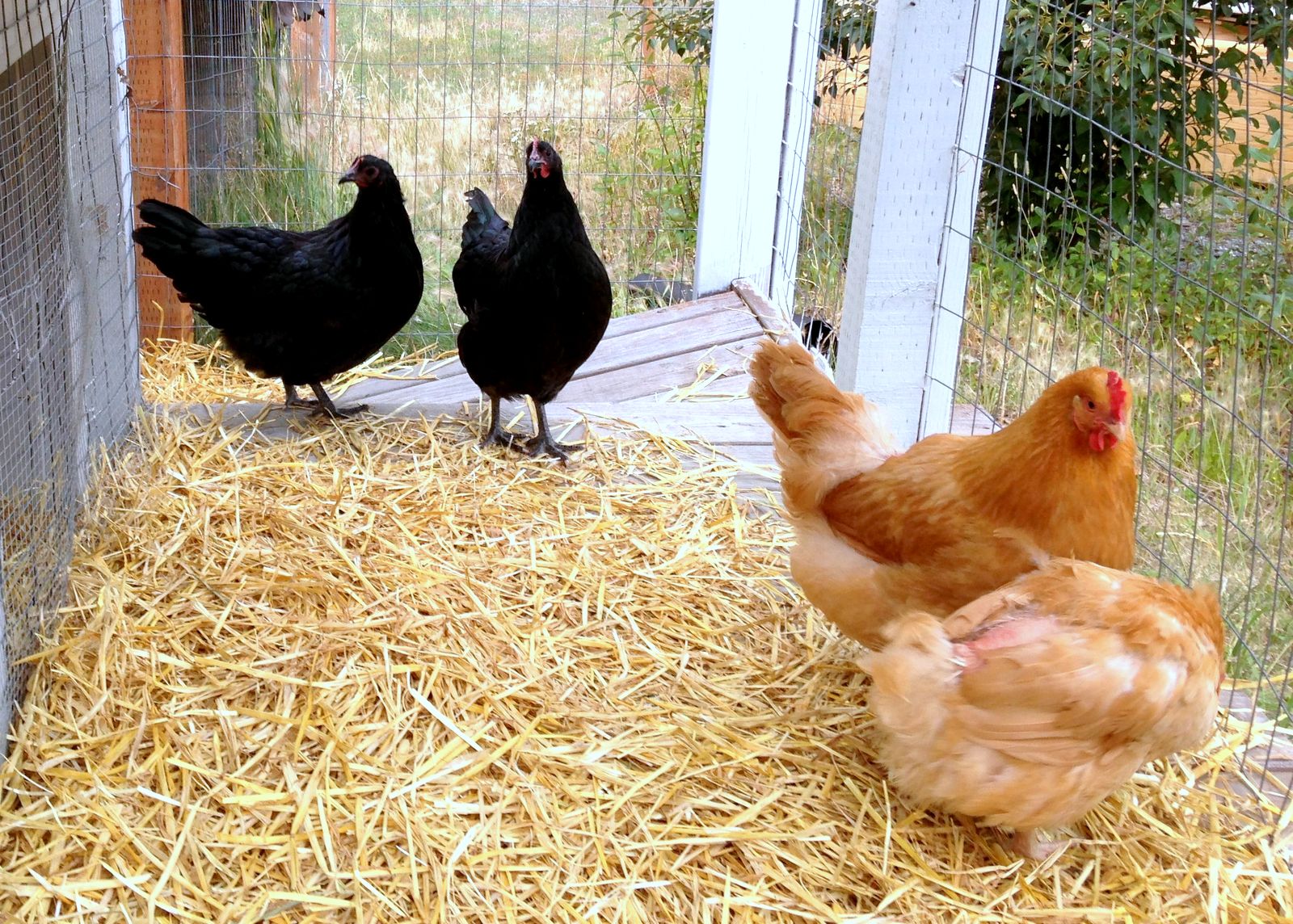 Life Alaskan Style: a tale of four chickens