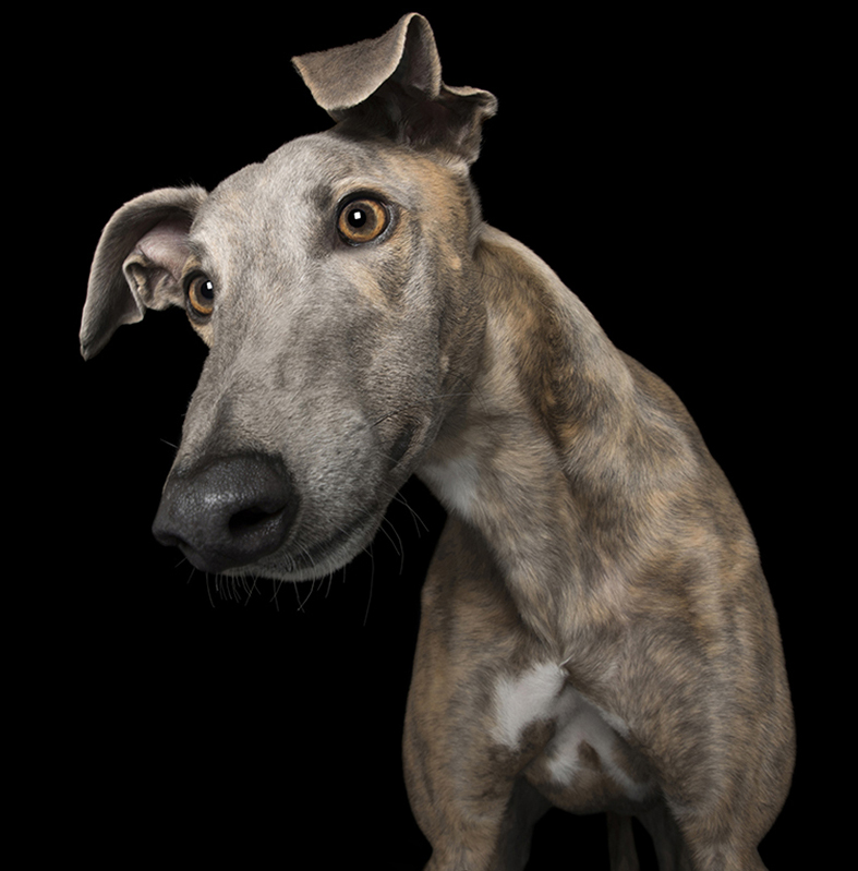 5 Dog Photography Tips & Tricks | Australian Dog Lover