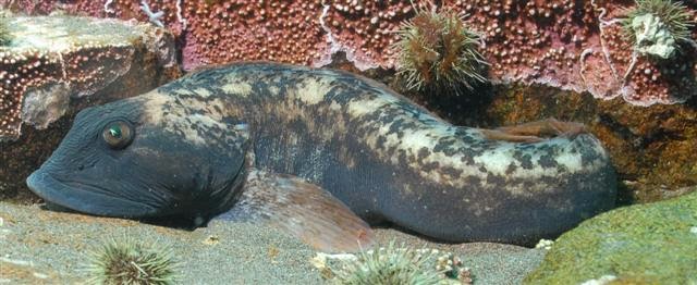 Artes de Pesca: VAMOS A PESCAR ZOARCIDAE