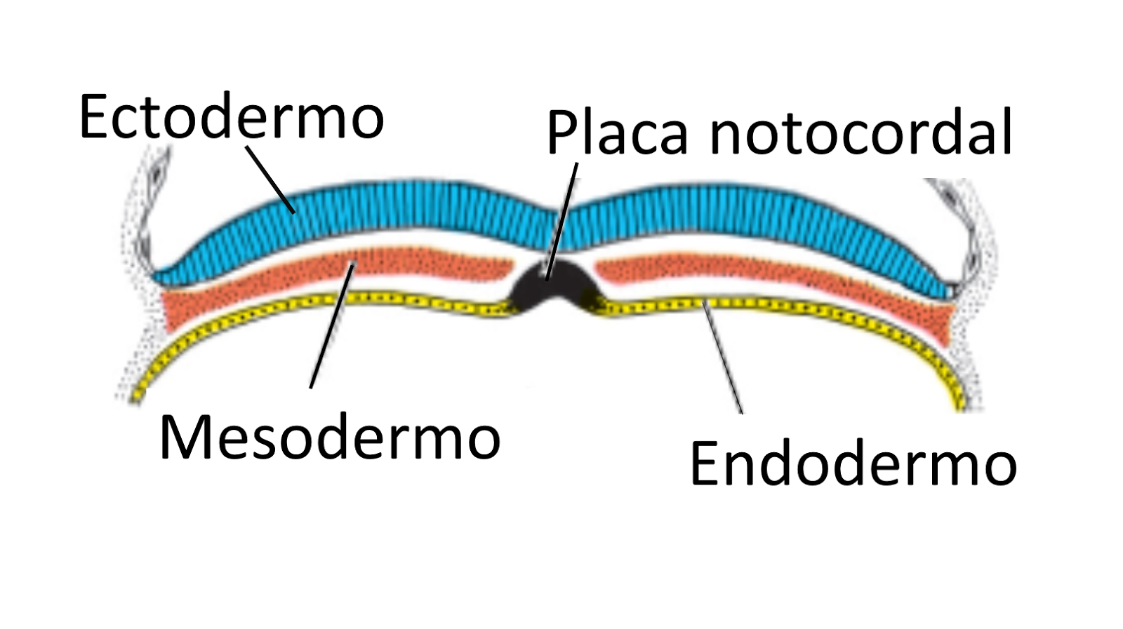 HISTOEMBRIOLOGIA: TEJIDO EPITELIAL Y SU CLASIFICACION.