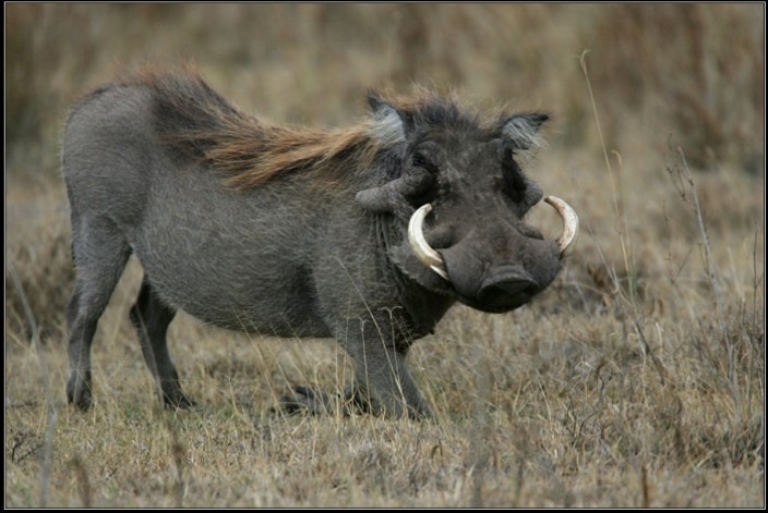 Warthog - True Wildlife Creatures