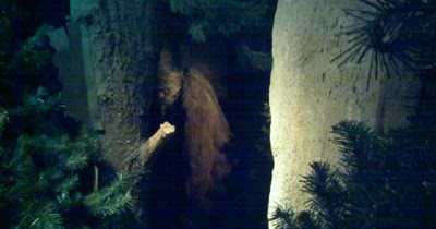 A Guide to Bigfoot: Bigfoot Diurnal vs. Nocturnal