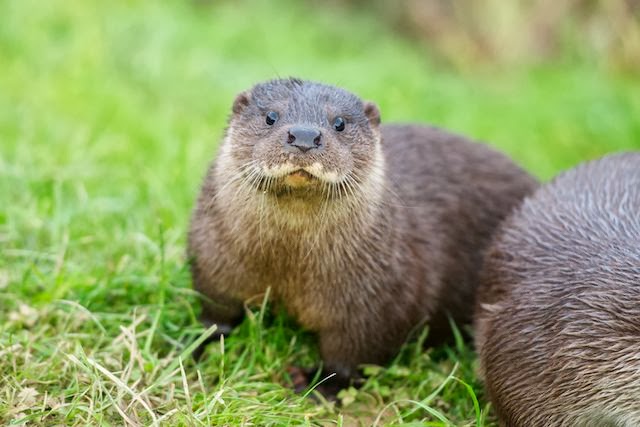 British Wildlife Centre ~ Keeper's Blog: Superstar Franklin!