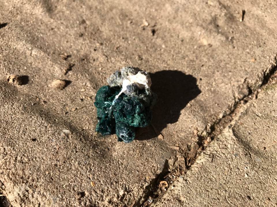 The Screaming Divas: Blue Poop