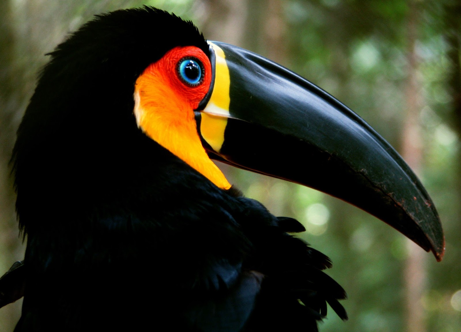 Biologia-Vida: Tucano do bico-preto: uma beleza brasileira em risco de ...