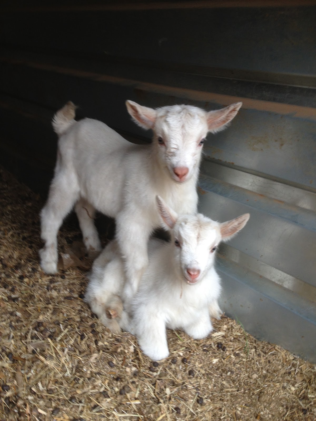 TLC Farm. Nurturing the future.