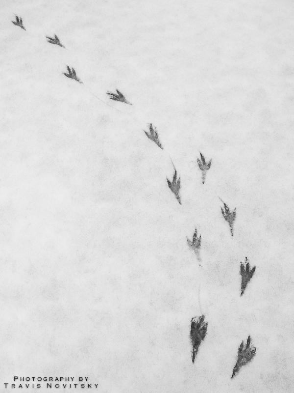 Photography by Travis Novitsky - Photo Journal: Raven Tracks in Snow