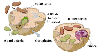 Mas de Biologia: Endosimbiosis