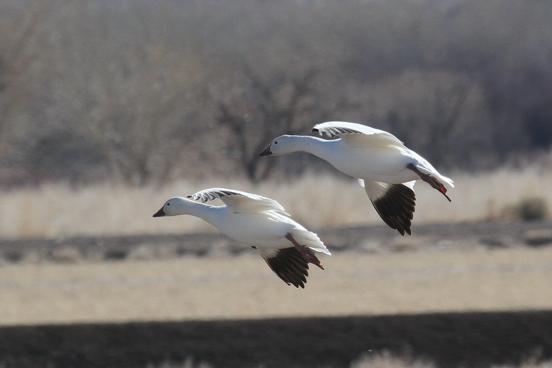 Birding Is Fun!: Snow Geese - Maybe Too Successful