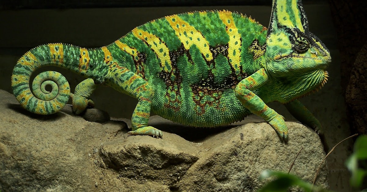 Chameleon | Info-Facts and New Photos | The Wildlife