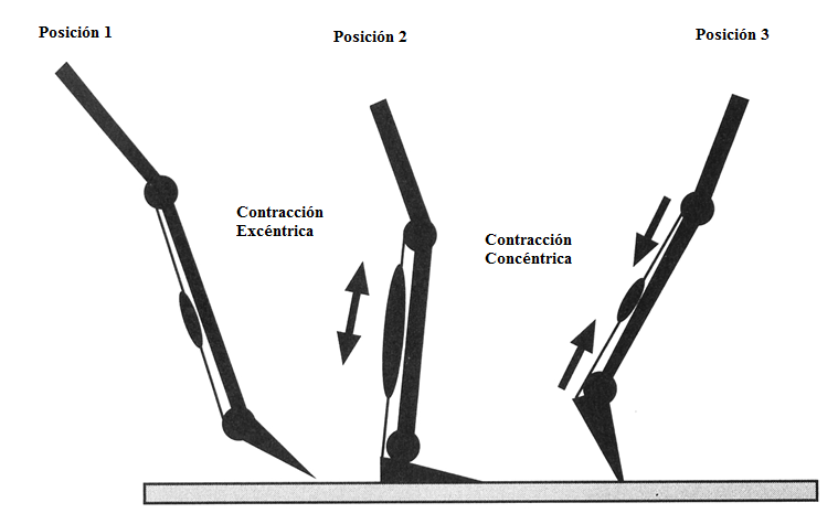 Danzadas: Acondicionamiento del bailarín parte 2º
