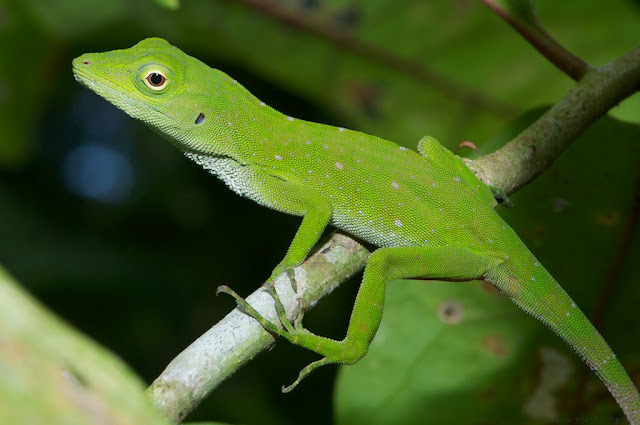 Costa Rican Anole | the pace of nature