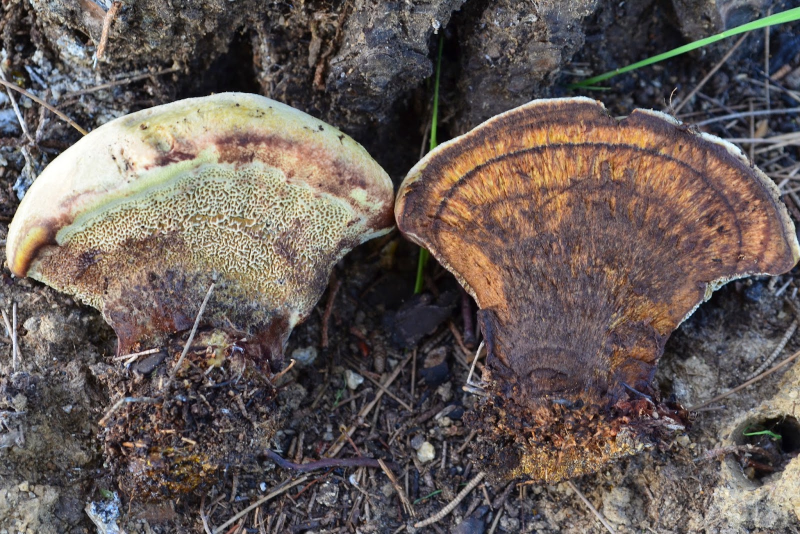 Setas Extremadura : Daldinia Concentrica